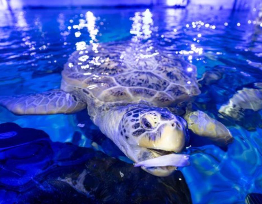 Birmingham’s best-loved sea turtle Mo shell-ebrates 50th birthday ...